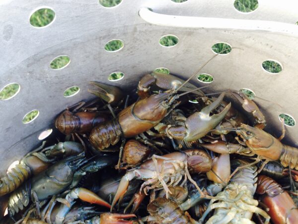 Cajun Food and Live Crawfish in Reno Nevada.